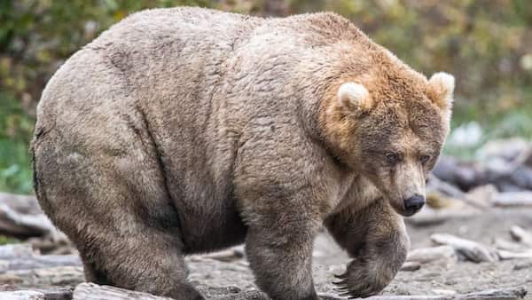 Fat Bear Week: The Internet competition so popular it saw voter fraud ...