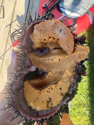 Curious about kina (sea urchin)? Here's everything you need to know ...