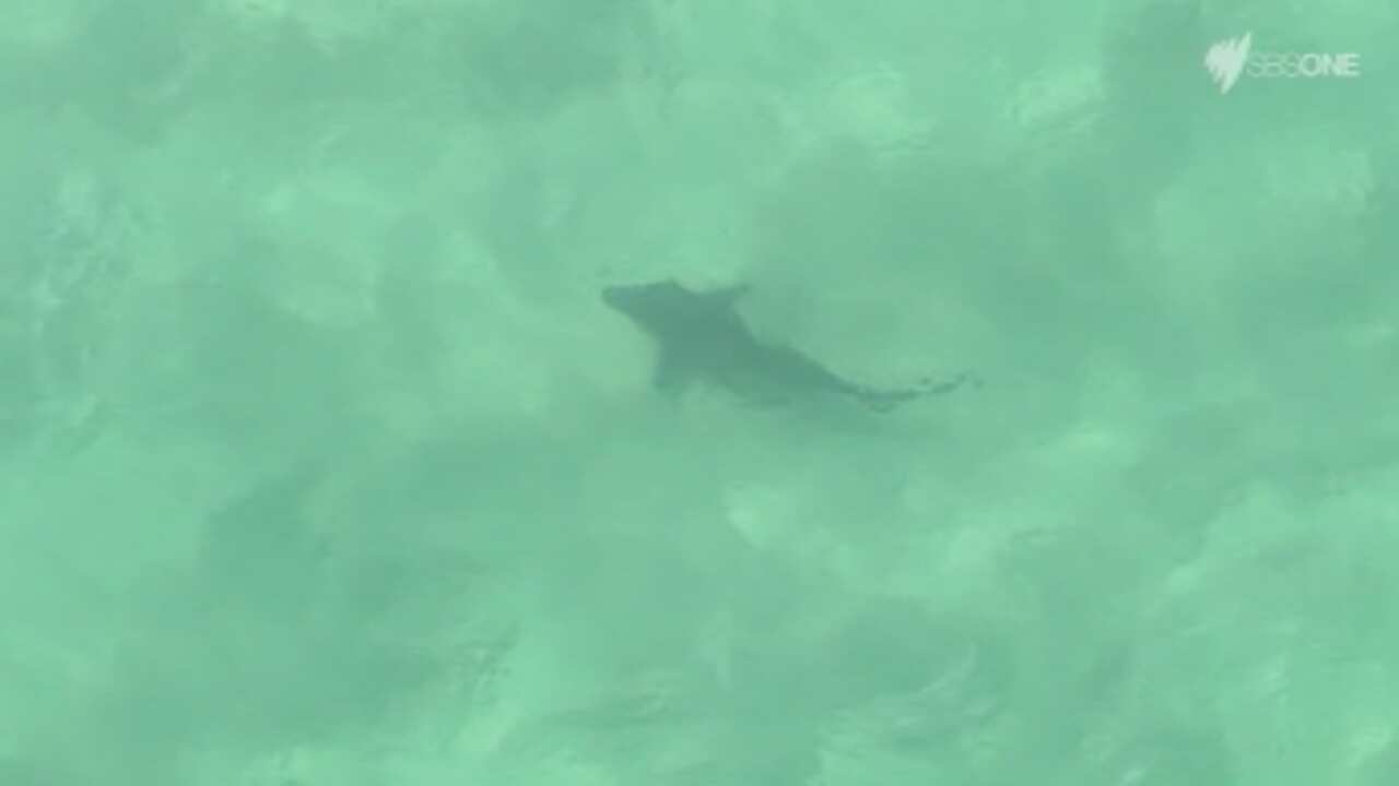 NSW swimmers defiant despite shark attack | SBS News