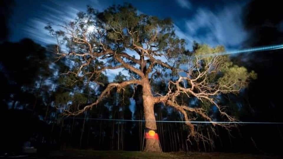 Sacred 350-year-old Indigenous tree cut down for Victorian highway ...