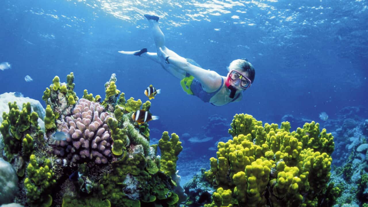 Labor's $500m plan to protect the reef | SBS News