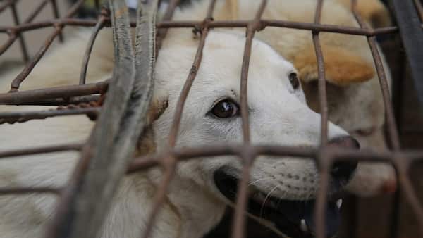 Controversial dog meat festival starts in China as South Korea bans the ...