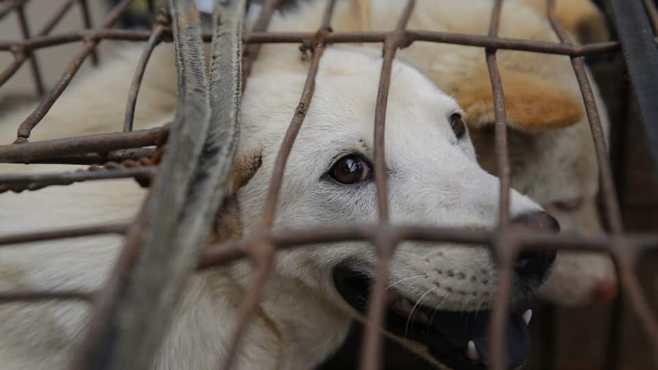 Controversial dog meat festival starts in China as South Korea bans the ...