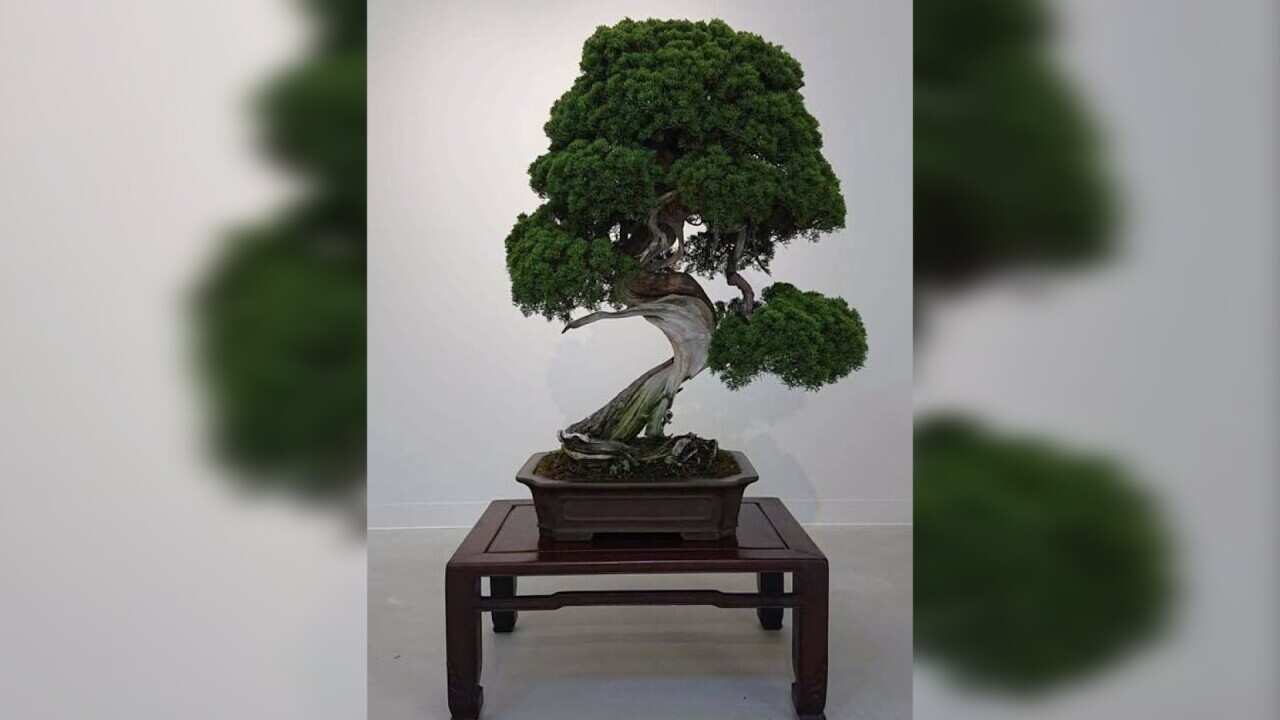 'Please pour water on them': Bonsai tree owner's plea to thief who ...