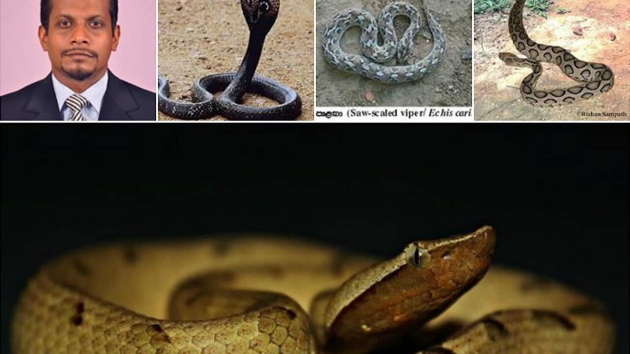 ශරීරගත වූ සර්ප විෂ හදුනා ගැනීම සදහා නව ක්‍රමවේදයක් පේරාදෙණිය විශ්ව විද් ...