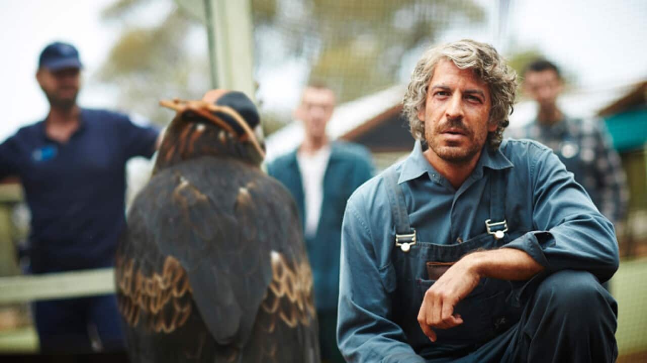 Healing: Don Hany interview | SBS What's On