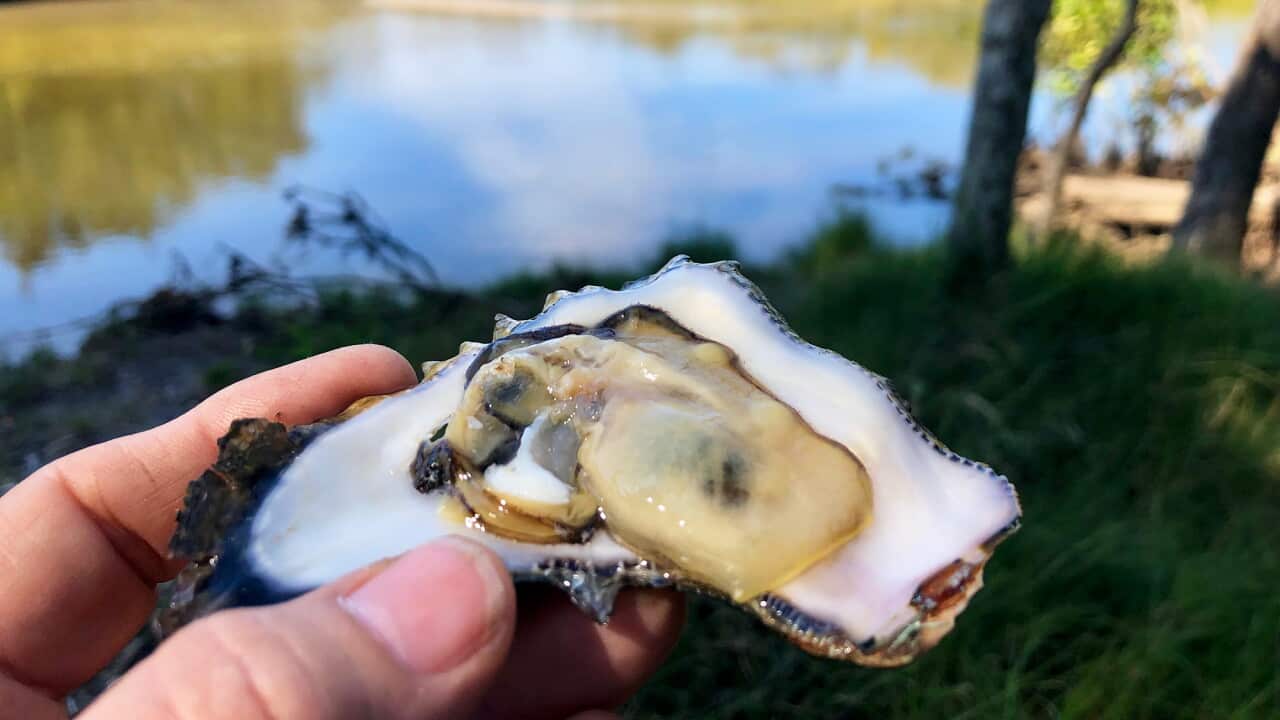How to pick the best oyster (and get your money's worth) | SBS Food
