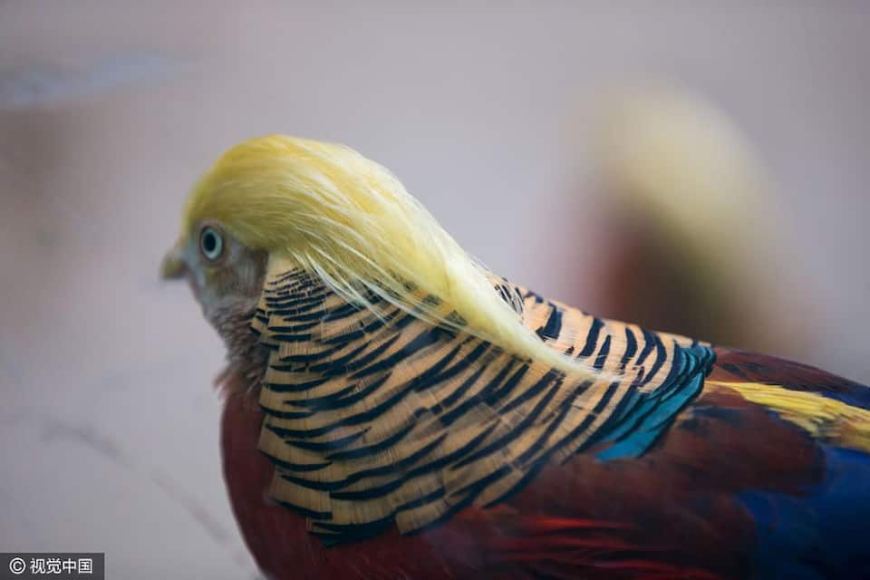 Tourists are flocking to see this Donald Trump-like bird | SBS The Feed